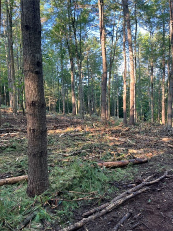 Public tour of Fayette woodlot – Monday evening, September 11 – Two ...